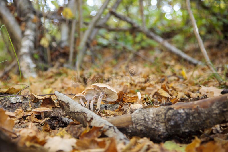 Autumn Mushrooms in an Old Dense Forest Stock Image - Image of nice ... Autumn Mushrooms in an Old Dense Forest Stock Image - Image of nice ...