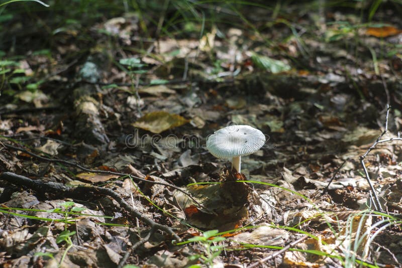 Autumn Mushrooms in an Old Dense Forest Stock Image - Image of desktop ... Autumn Mushrooms in an Old Dense Forest Stock Image - Image of desktop ...