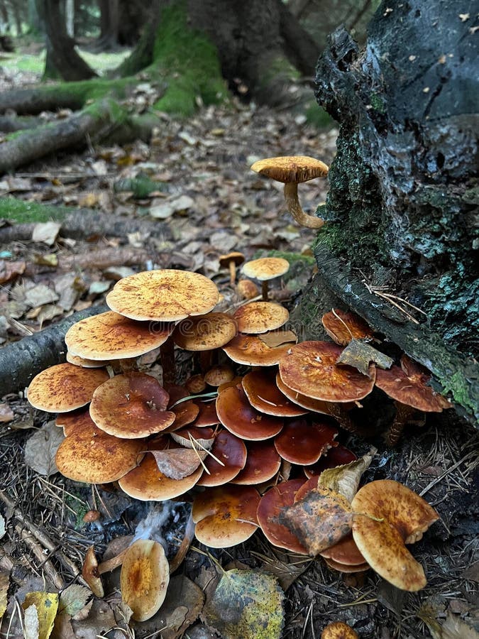 A Lot of Mushrooms on the Trunk of a Birch Tree, Autumn Time, Fairytale ...