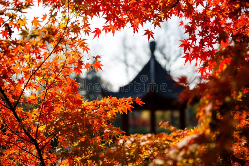 Autumn stock image. Image of colorful, fall, plant, summerhouse - 35635593