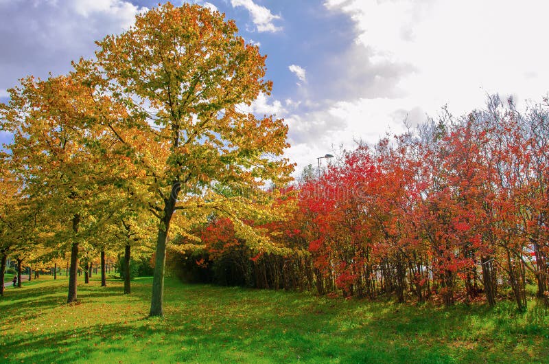 Autumn stock image. Image of park, fall, light, nature - 62688311