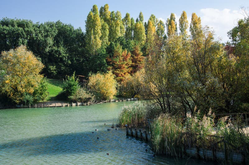 Autumn stock image. Image of closeup, park, natural, green - 62692963