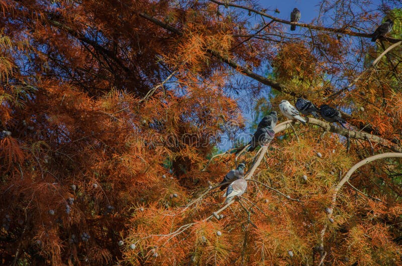 Autumn stock image. Image of horizontal, beauty, autumn - 62693627