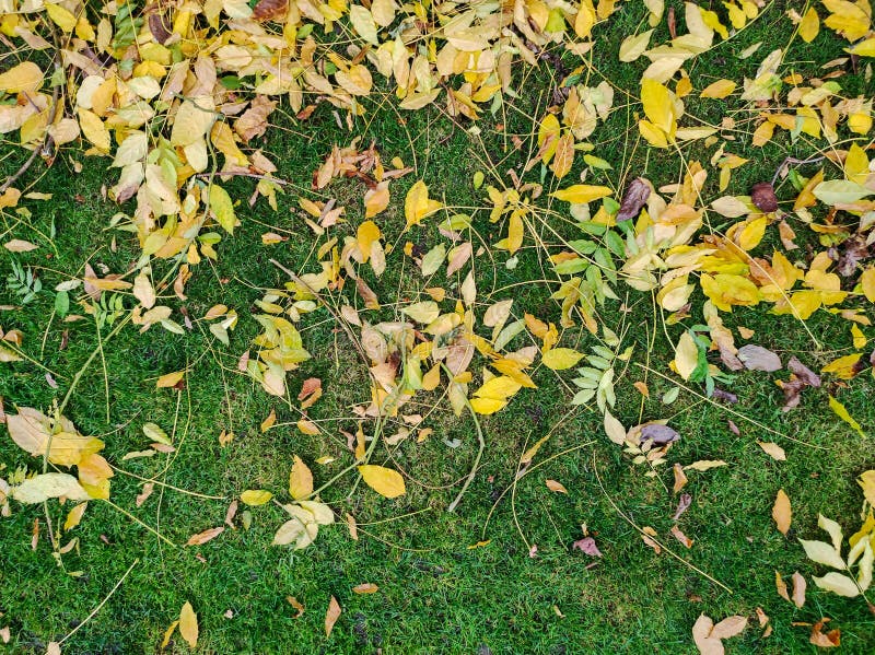 Autumn Natural Leaves Background. Orange Leaves Pattern. Abstract ...