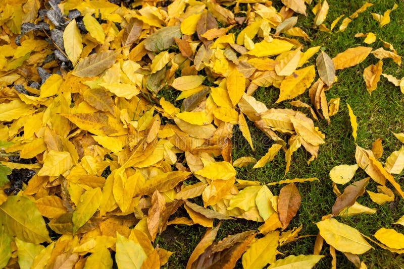 Autumn Natural Leaves Background. Orange Leaves Pattern. Abstract ...