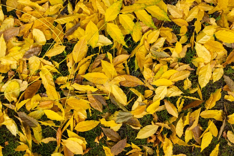 Autumn Natural Leaves Background. Orange Leaves Pattern. Abstract ...