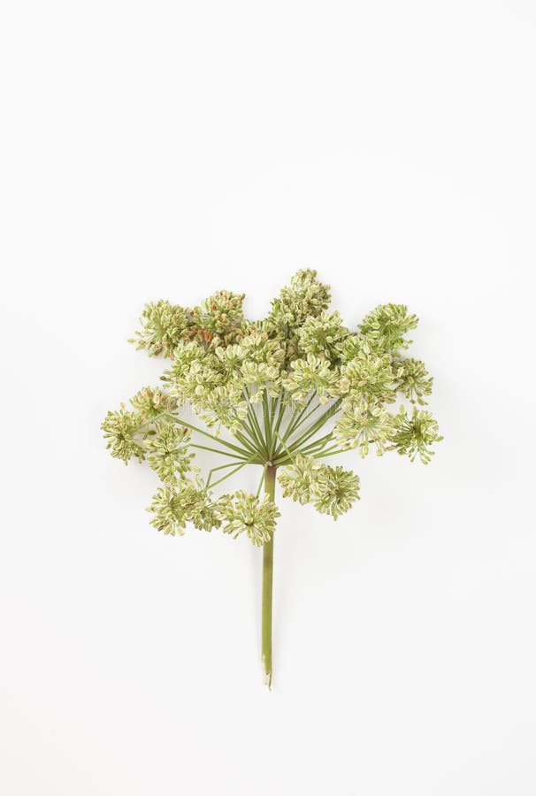 Angelica Archangelica Flowers on a White Background. Place for Text ...