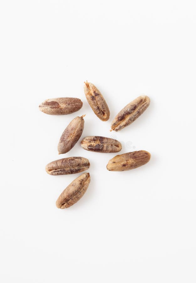 Bone Figs on a White Background. Place for Text. Stock Image - Image of ...