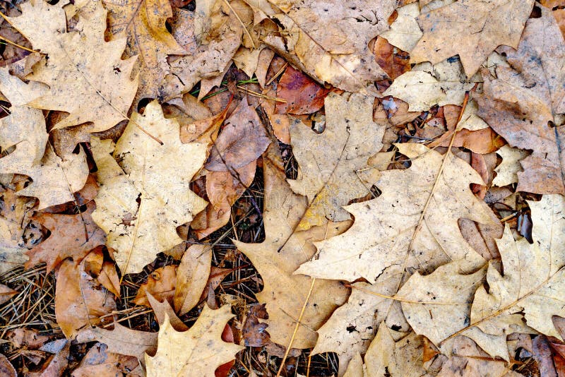 Autumn Natural Tree Foliage Stock Photo - Image of horizontal, group ...