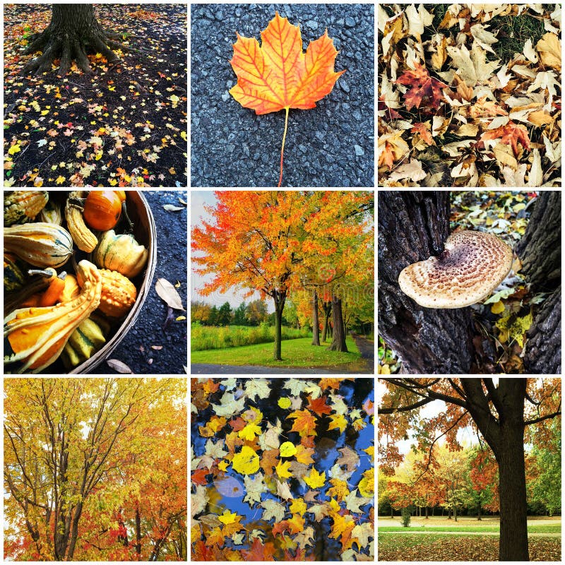 Autumn nature collage stock photo. Image of beautiful - 21357416