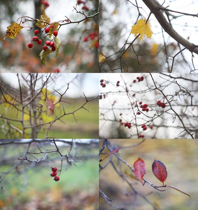 Autumn nature collage stock image. Image of hawthorn - 81016561