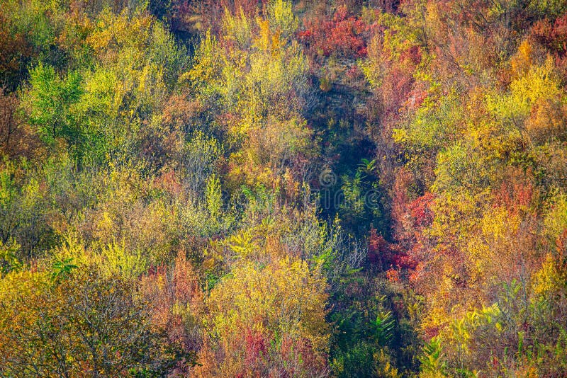 Colorful tree tops stock photo. Image of leaves, autumn - 193165534