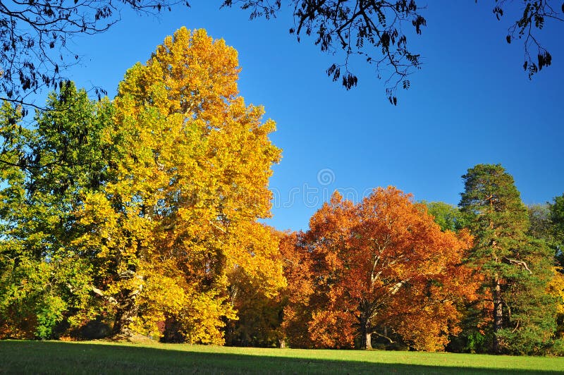 Autumn trees colors stock image. Image of staurated, season - 63027209
