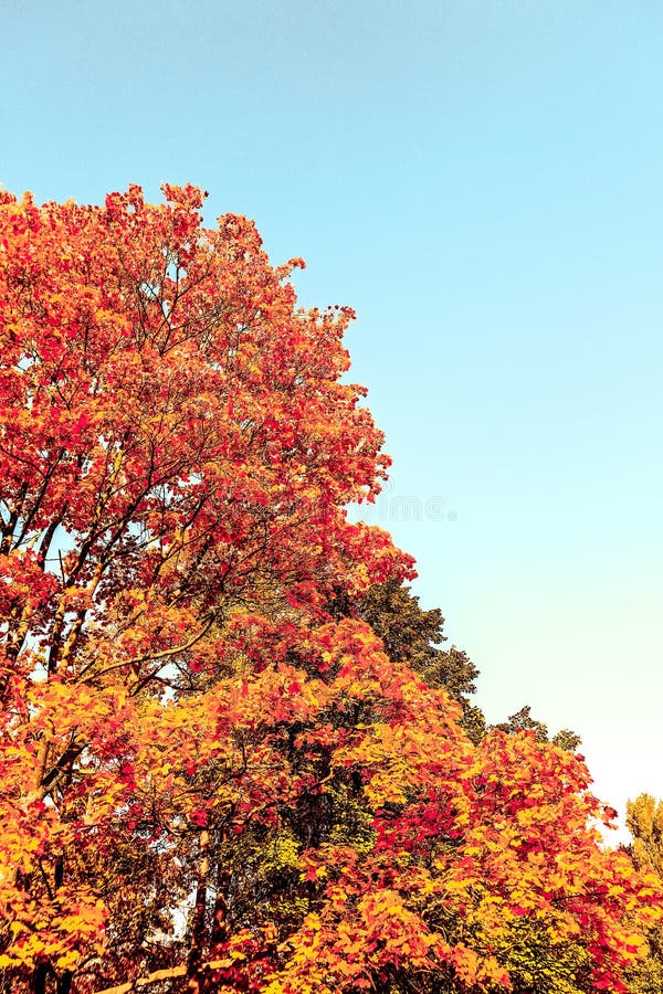 Autumn Nature, Fall Leaves and Trees Outdoors Stock Photo - Image of ...