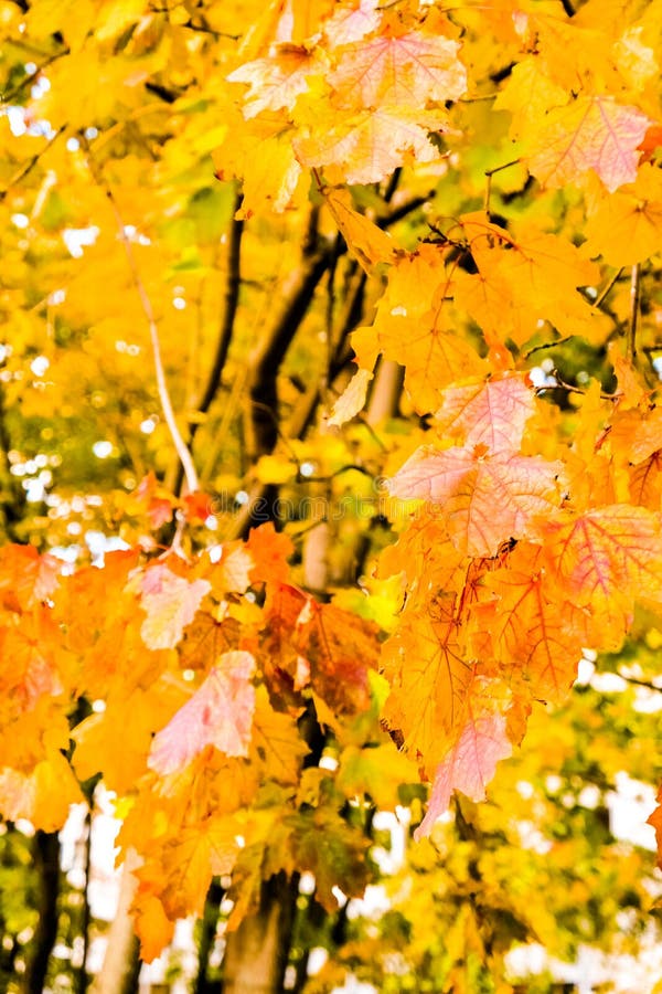 Autumn Nature, Fall Leaves and Trees Outdoors Stock Image - Image of ...