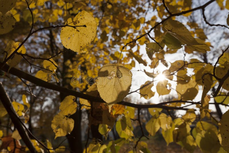 Autumn Nature and Its Influence on Nature Stock Photo - Image of ...