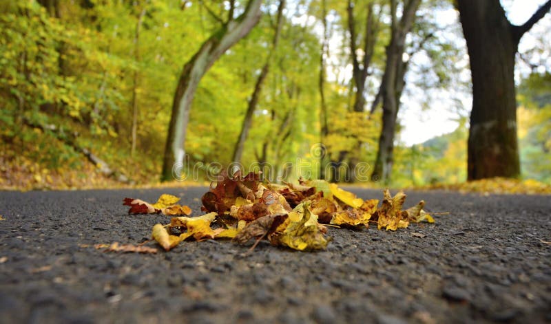 Autumn nature stock image. Image of october, footpath - 102091895