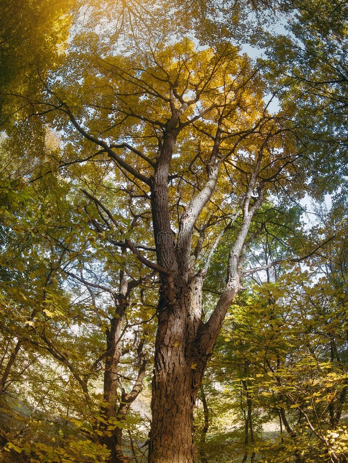 Autumn Nature Maple Tree in Park Stock Photo - Image of nature, shadow ...