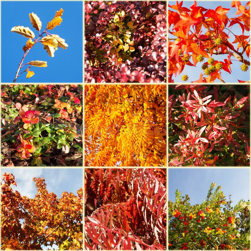 Autumn Nature Palette. Collage. Stock Photo - Image of colors, live ...