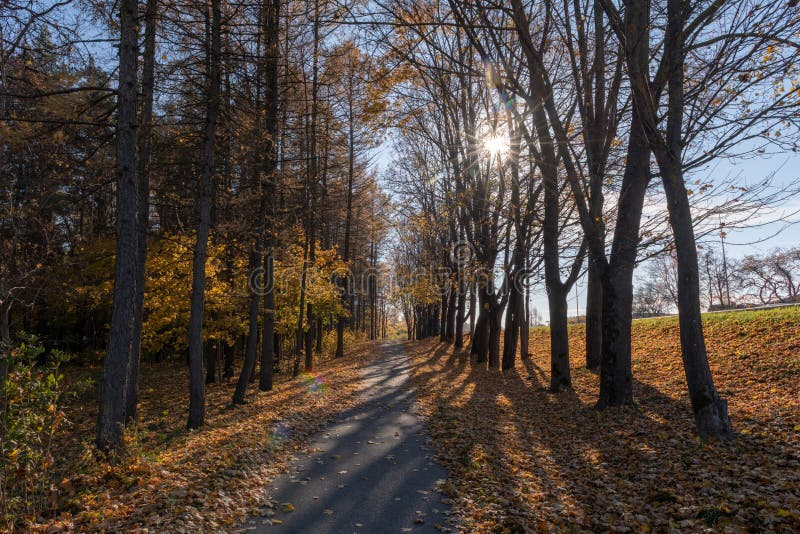 Autumn Nature and Path with Autumn Leaves Stock Photo - Image of ...