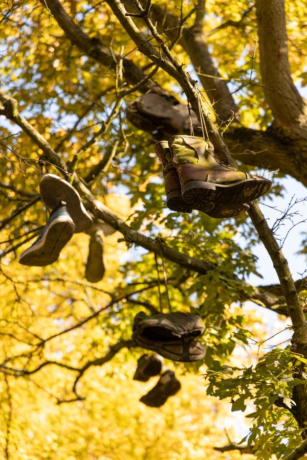 Autumn Nature Shoes Hanging on the Tree Stock Image - Image of tree ...
