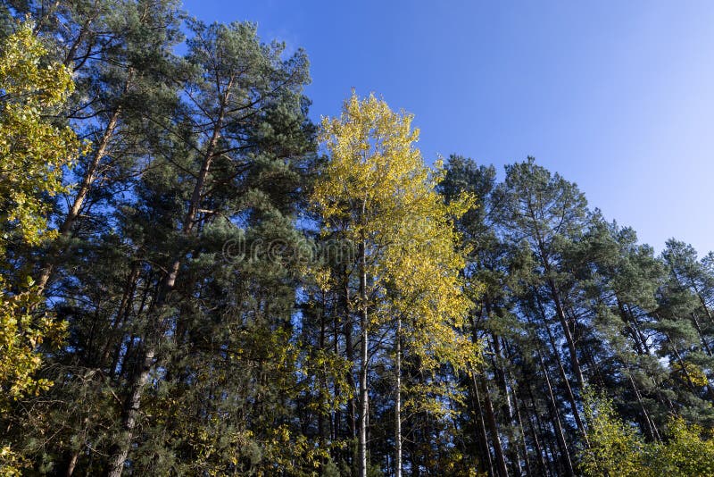 Autumn Nature with Trees during the Fall of Colorful Foliage Stock ...