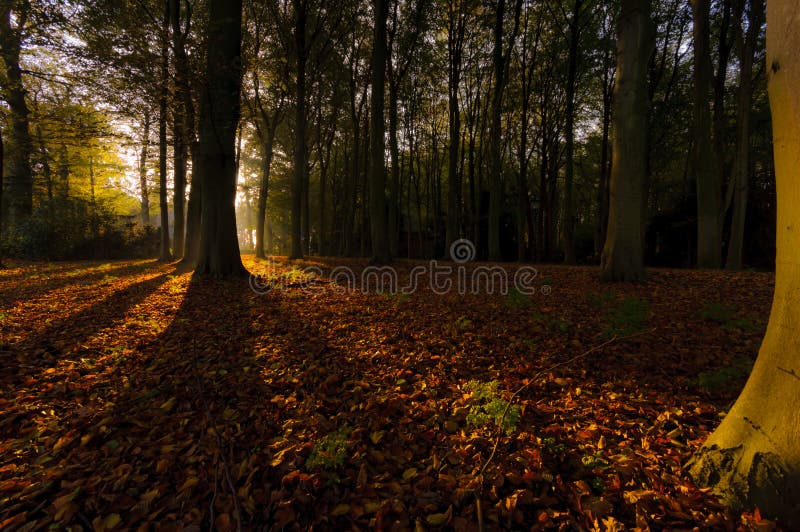 Autumn in the Netherlands stock photo. Image of autumn - 60139412