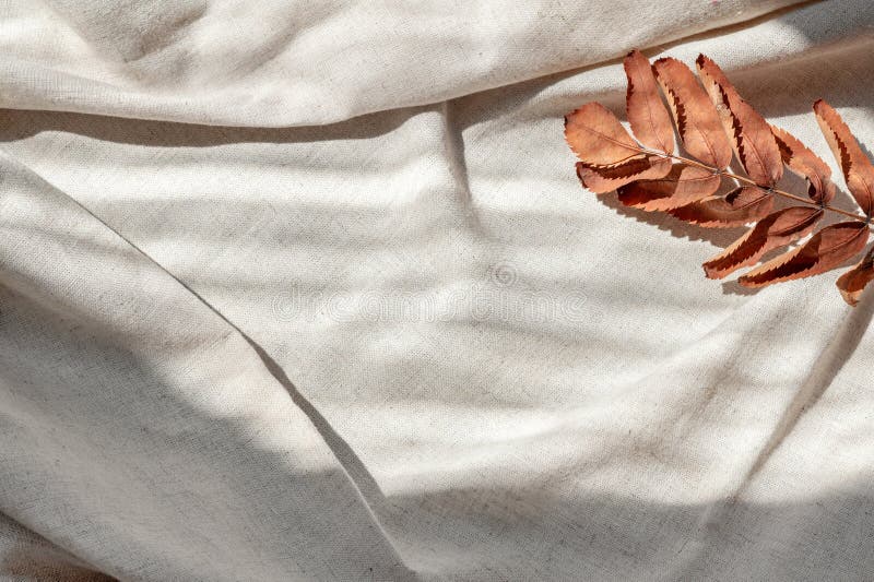 Autumn Neutral Beige Background with Fall Leaf and Natural Sunlight ...