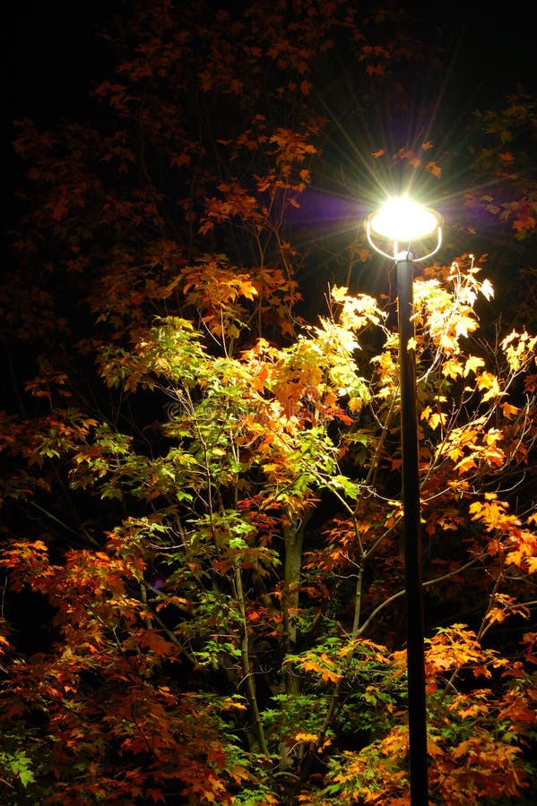 Autumn night stock photo. Image of leaves, branch, landscape - 3457514