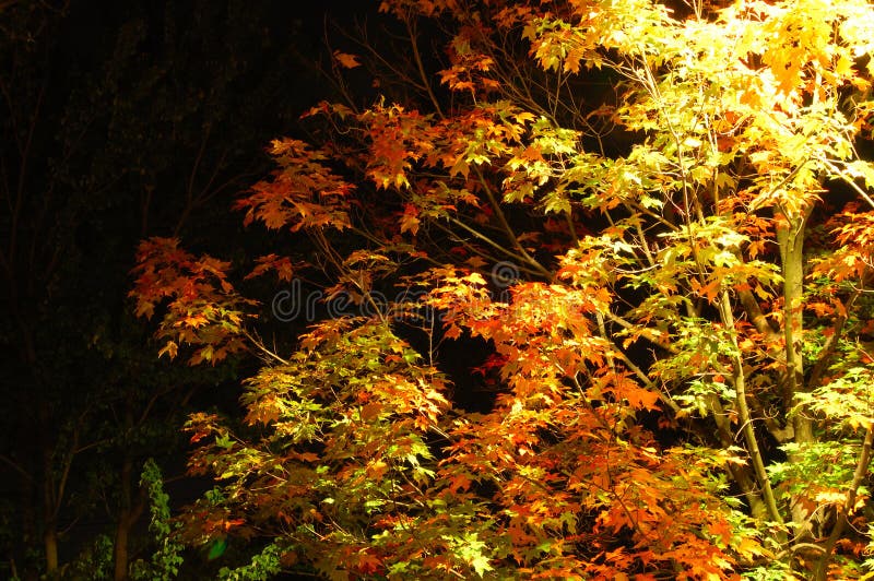 Autumn night stock image. Image of environment, leaves - 3457541