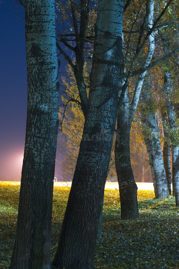 After the fires stock image. Image of devastation, regeneration - 9687275