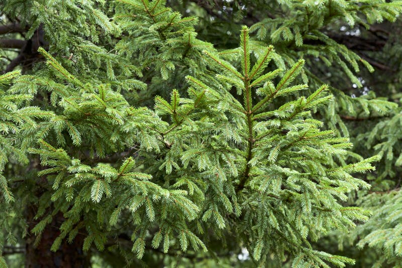 Autumn Norway Spruce of Forest View Stock Photo - Image of forest ...