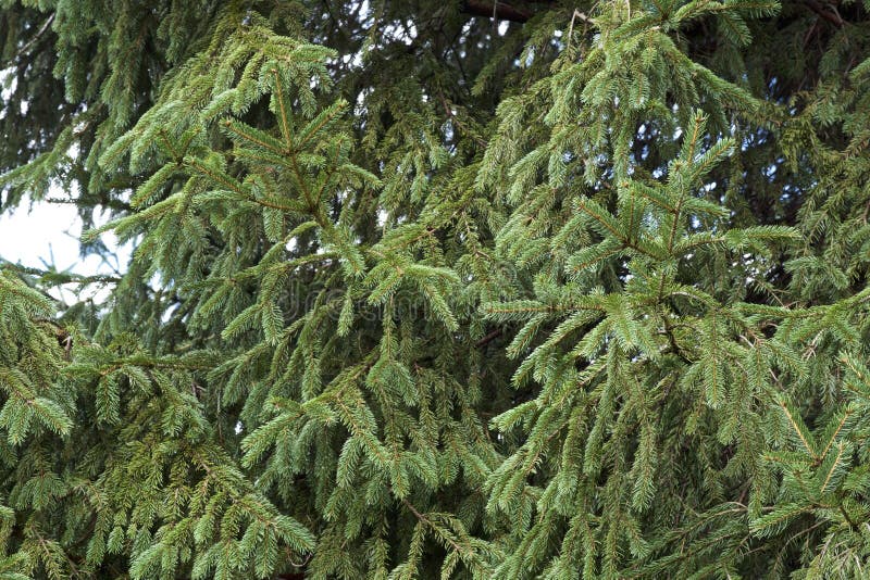 Autumn Norway Spruce of Forest View Stock Image - Image of fresh, tree ...