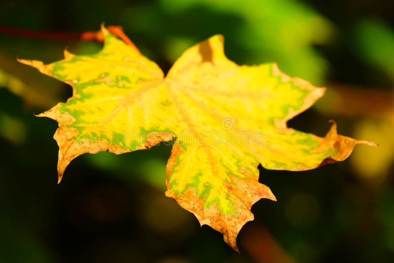 Autumn nostalgia stock image. Image of autumnal, foliage - 61029549