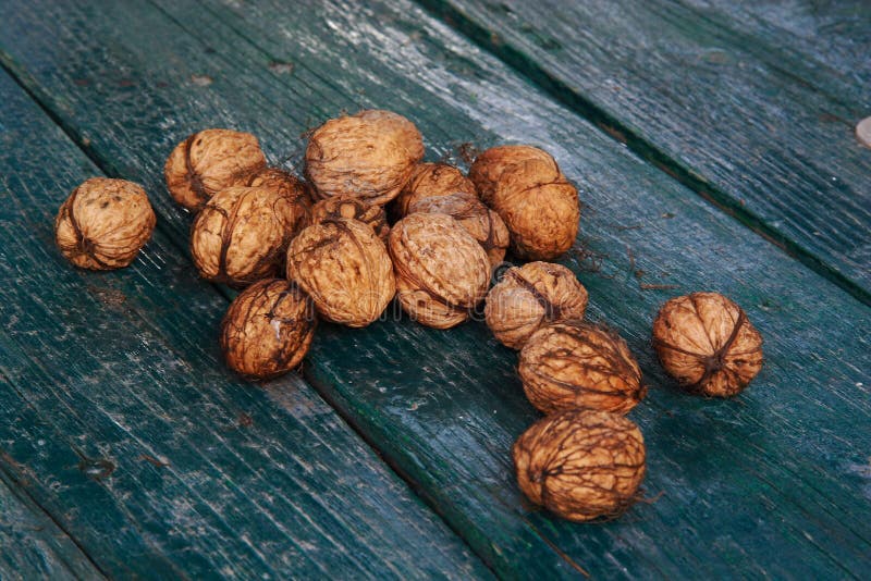 Autumn nuts stock image. Image of fruit, summer, number - 11541329