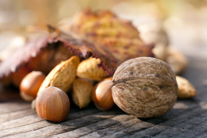 Autumn nuts stock photo. Image of almond, assortment - 62622360