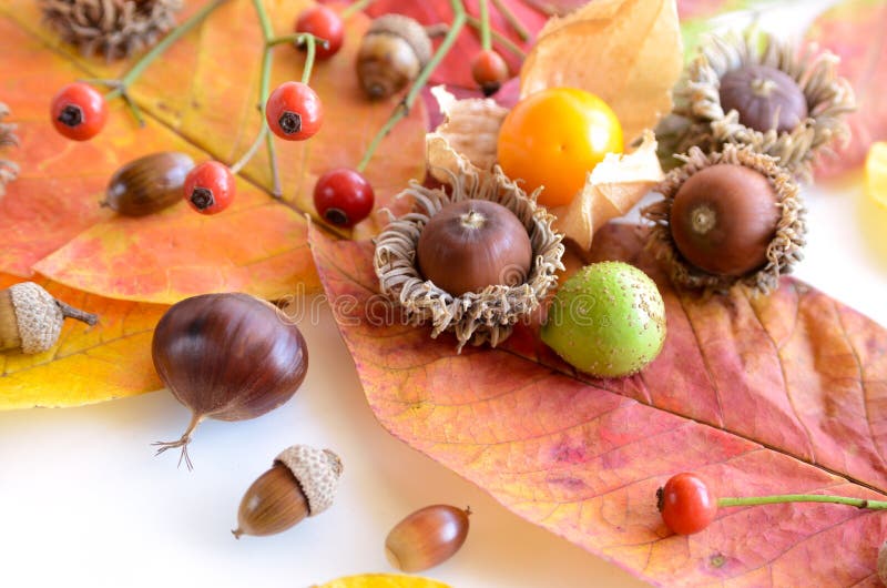 Autumn nuts and berries stock photo. Image of colored - 61507012