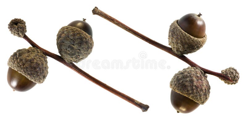 Autumn oak acorn stock image. Image of oaklet, branch - 85571325