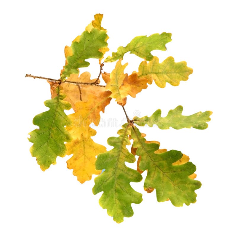 Autumn oak branch stock image. Image of october, decoration - 3309505