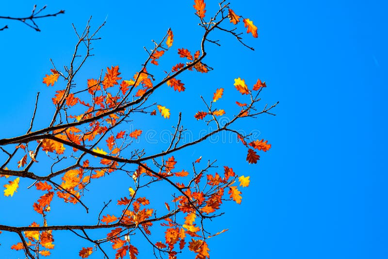 Autumn Oak Branches on the Blue Sky Stock Image - Image of plant ...