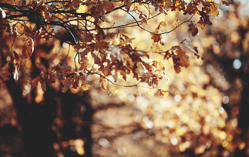 Autumn Oak Branches with Faded Leaves Stock Photo - Image of life ...