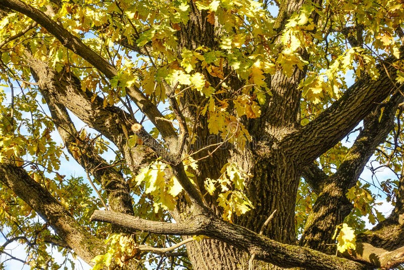 Autumn Oak. Bright Yellow Oak in the Fall Stock Photo - Image of fresh ...