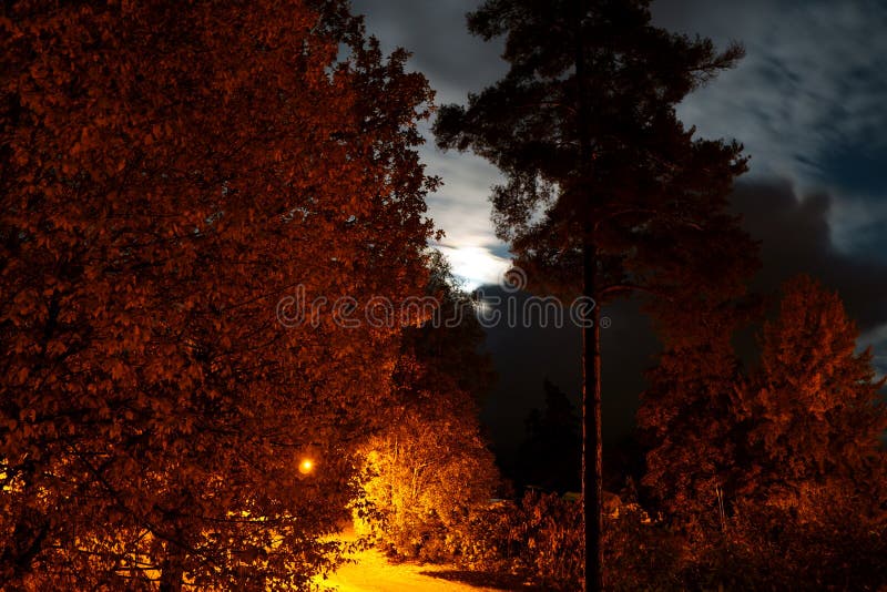 Autumn Night Landscape in the Park Alley Trees in Tallinn Stock Image ...