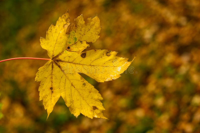 Autumn oak leaf stock photo. Image of garden, stem, seasonal - 11469306