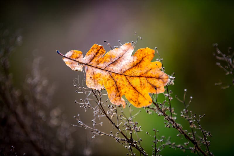 Autumn oak leaf stock image. Image of hanging, decoration - 104276419