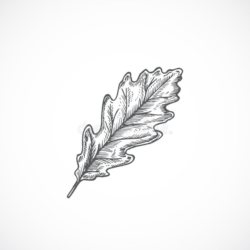 Autumn Oak Leaf Hand Drawn Vector Illustration. Abstract Botanical ... Autumn Oak Leaf Hand Drawn Vector Illustration. Abstract Botanical ...