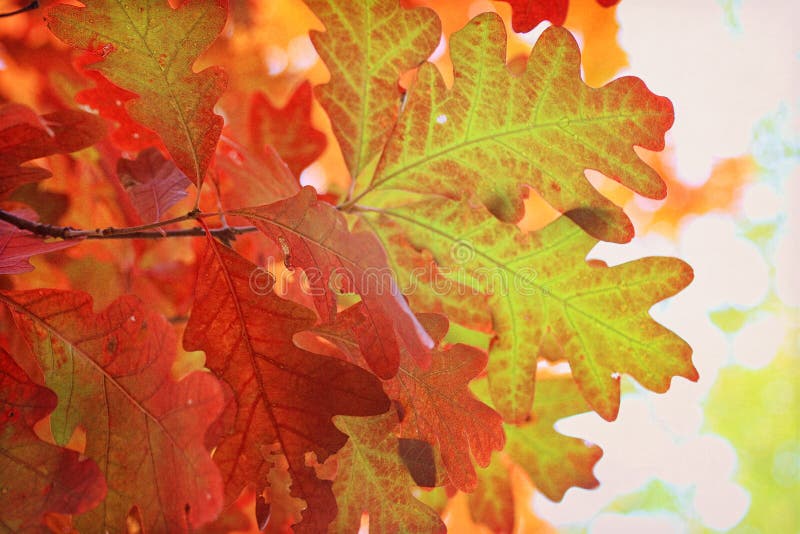 Autumn Oak Leaves stock photo. Image of branch, season - 27088214