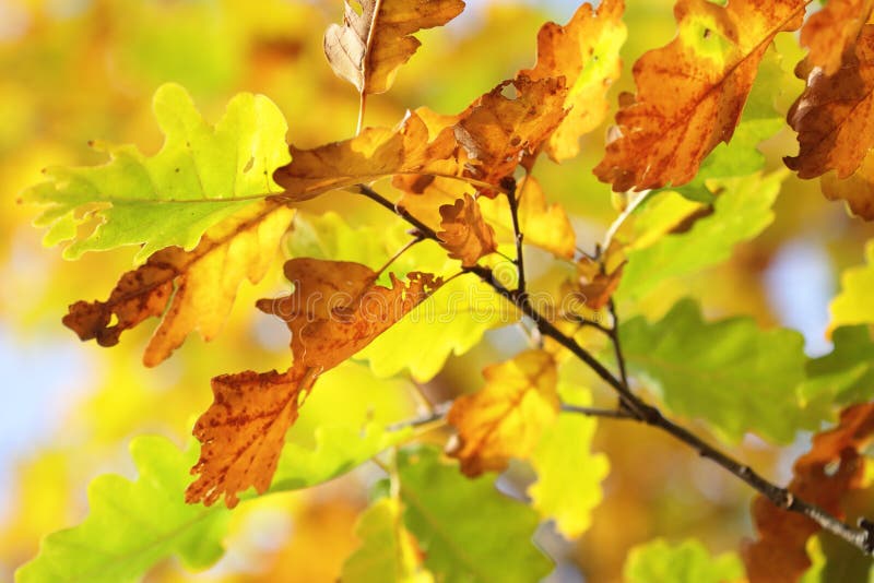 Fall oak leaves stock image. Image of environment, details - 3454363