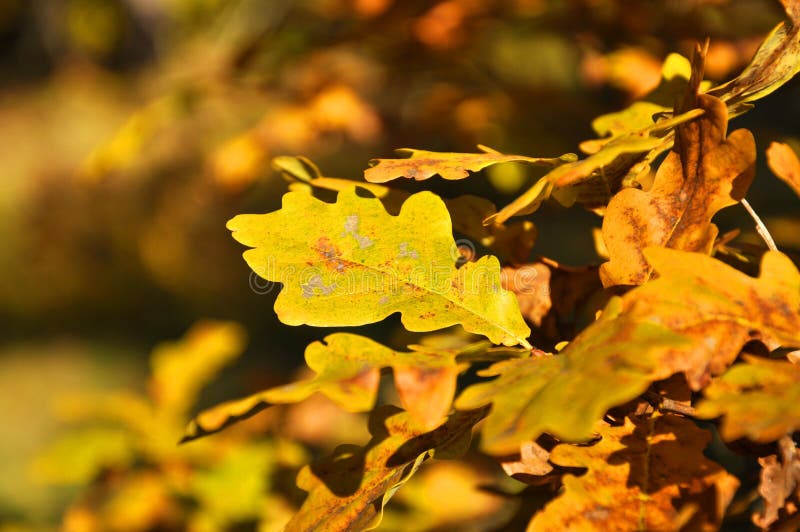 Autumn oak leaves stock image. Image of forest, carpinus - 34387775