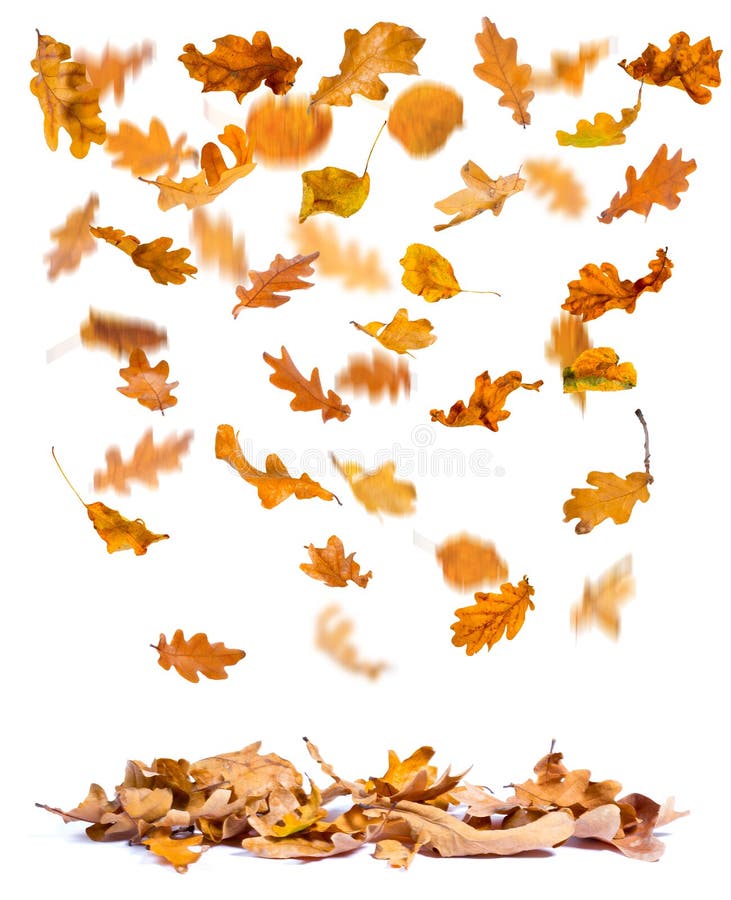 Autumn oak leaves falling stock image. Image of leaves - 33048455
